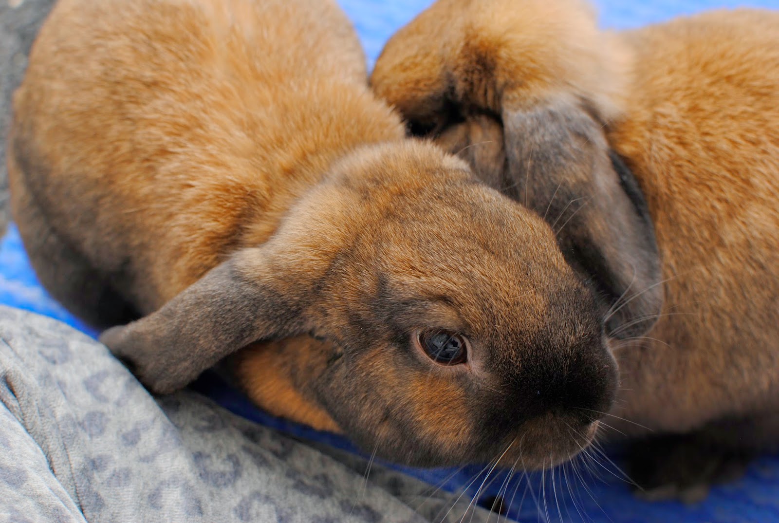 Loikka kanimaailmaan: Kuvauskohteena kanit