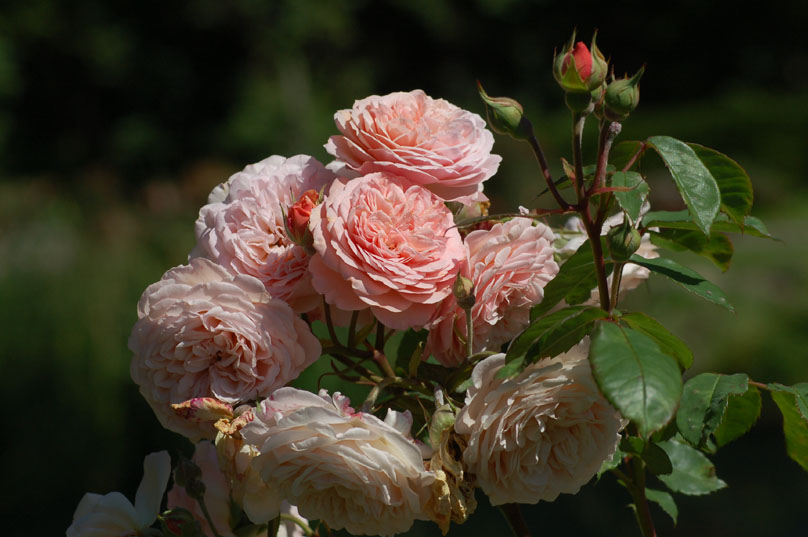 Thyra: The Magic Rose