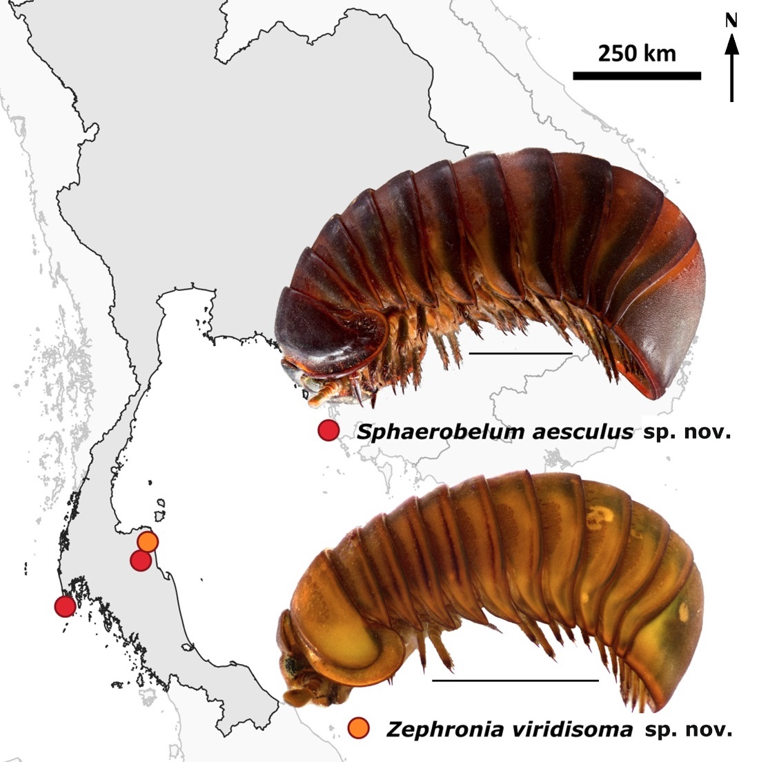 Species New to Science: [Diplopoda • 2021] Sphaerobelum aesculus ...