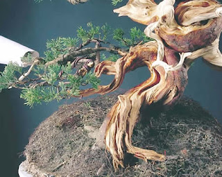 ornamental plant: Style of Bonsai