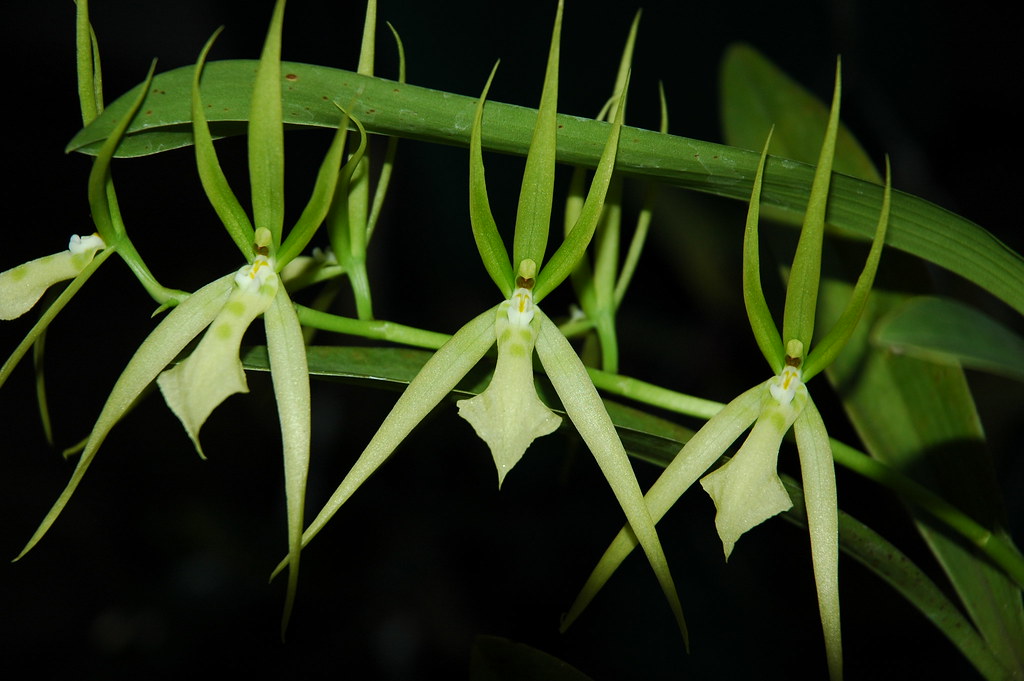 Brassia pumila - The Dwarf Brassia care and culture | Travaldo's blog
