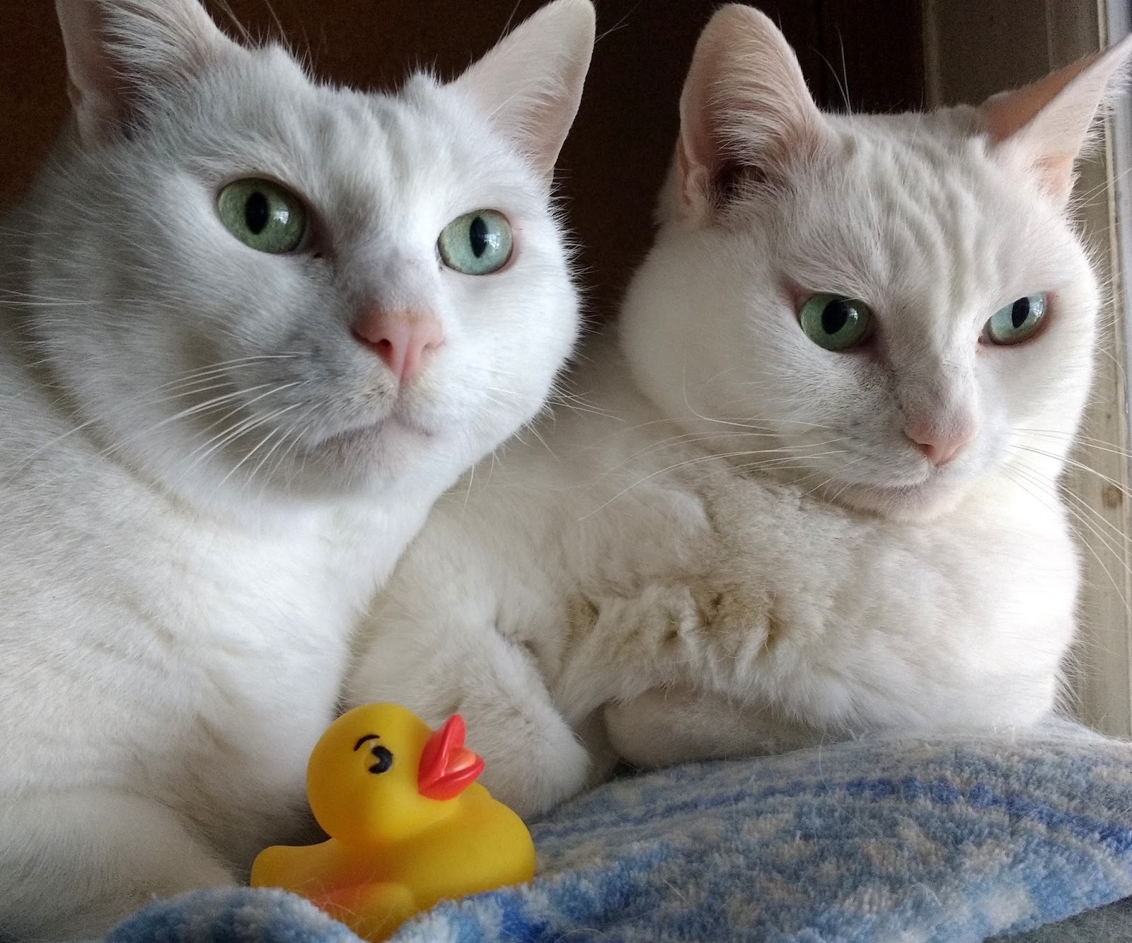 Cats of Wildcat Woods: Happy Rubber Ducky Day - Jan. 13