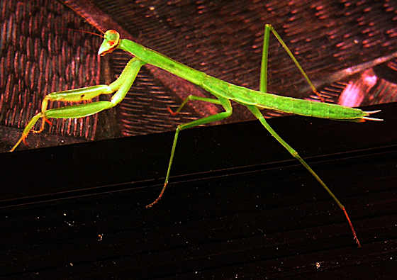More glimpses of unfamiliar Japan: Kamakiri. Japanese praying mantis