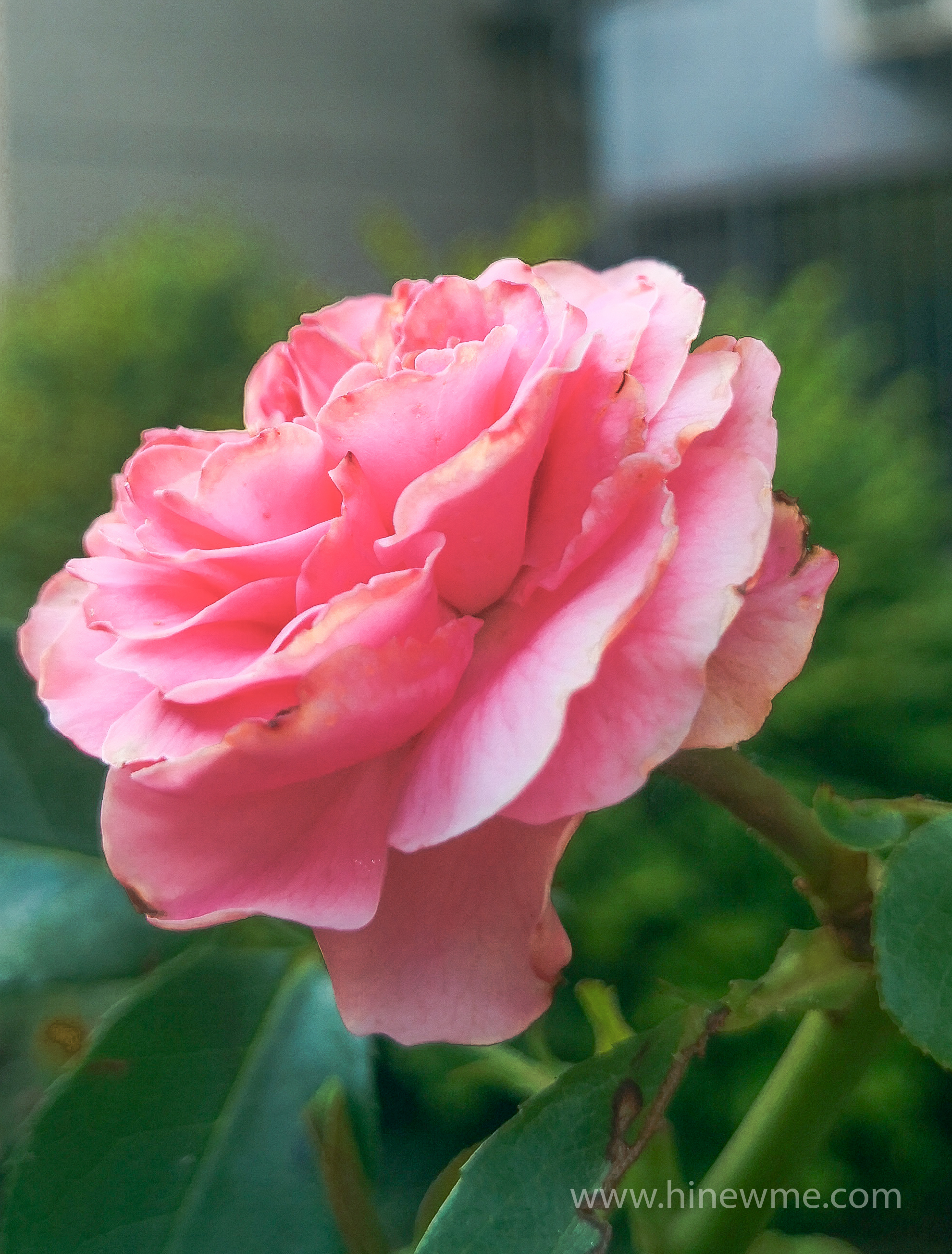 6tips flowers photography skill tips，16 rose flower in the sunshine ...