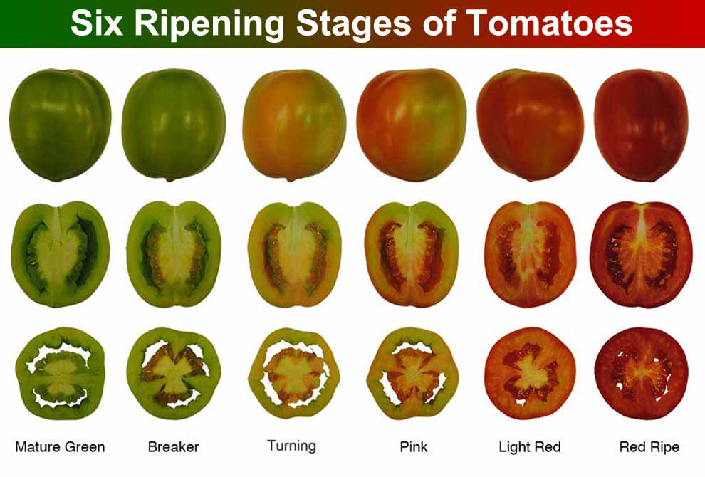 LoriBees Garden: Part 2: When To Pick Those Tomatoes