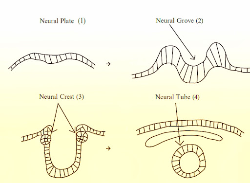 “THIS LITTLE BUN IS ALMOST DONE” - The Process of fetal brain ...