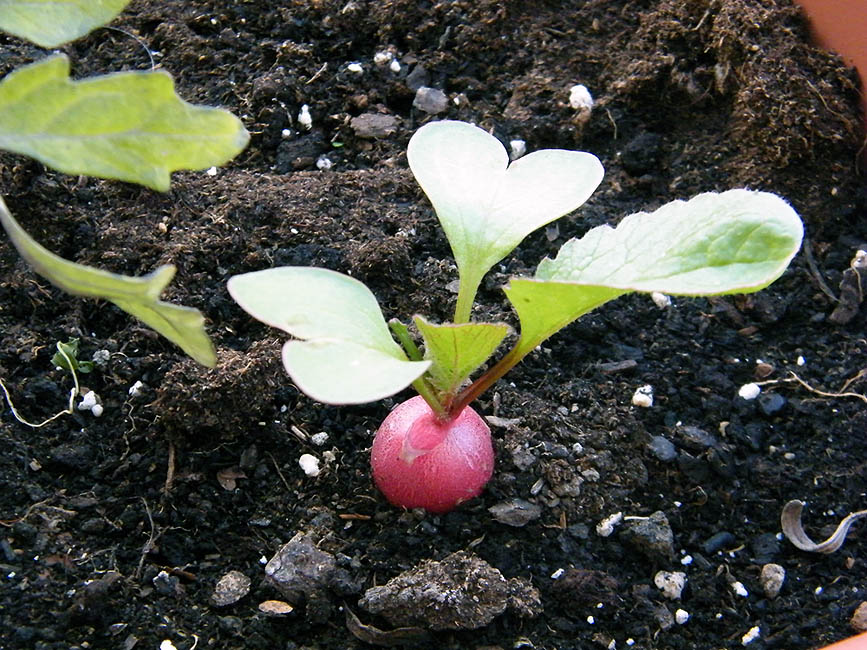 Rabanitos : Mi huerto urbano