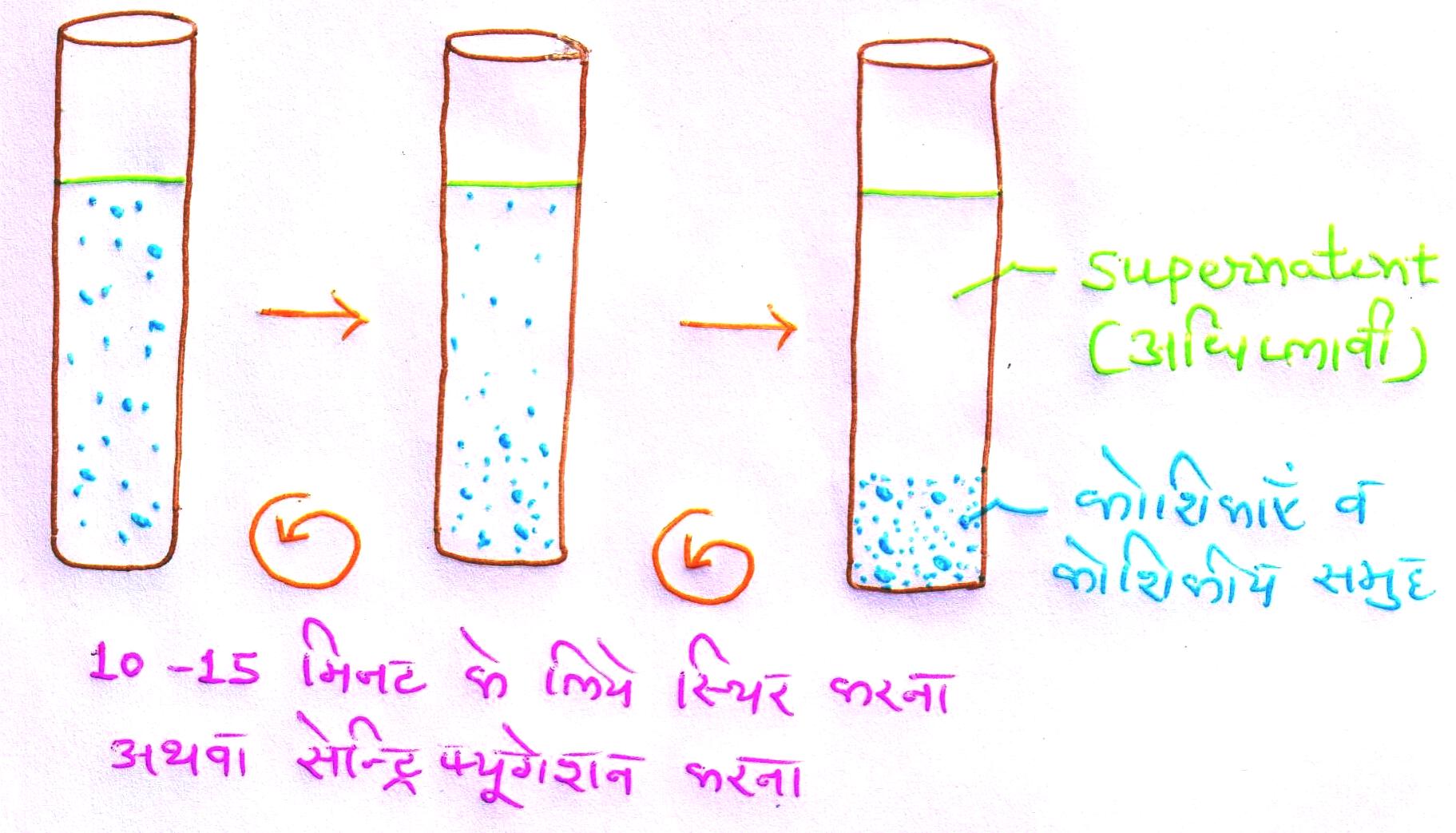 Cell Suspension Culture