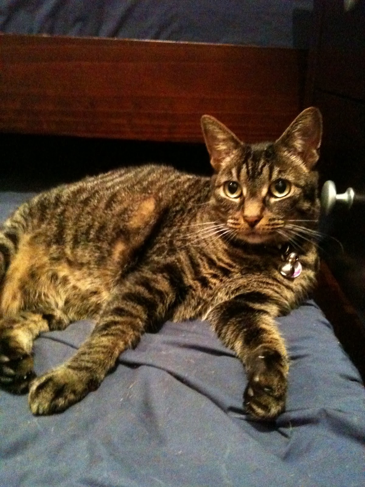 Small Animal Talk: Brandon Cowan: entrepreneur, app-inventor and animal ...