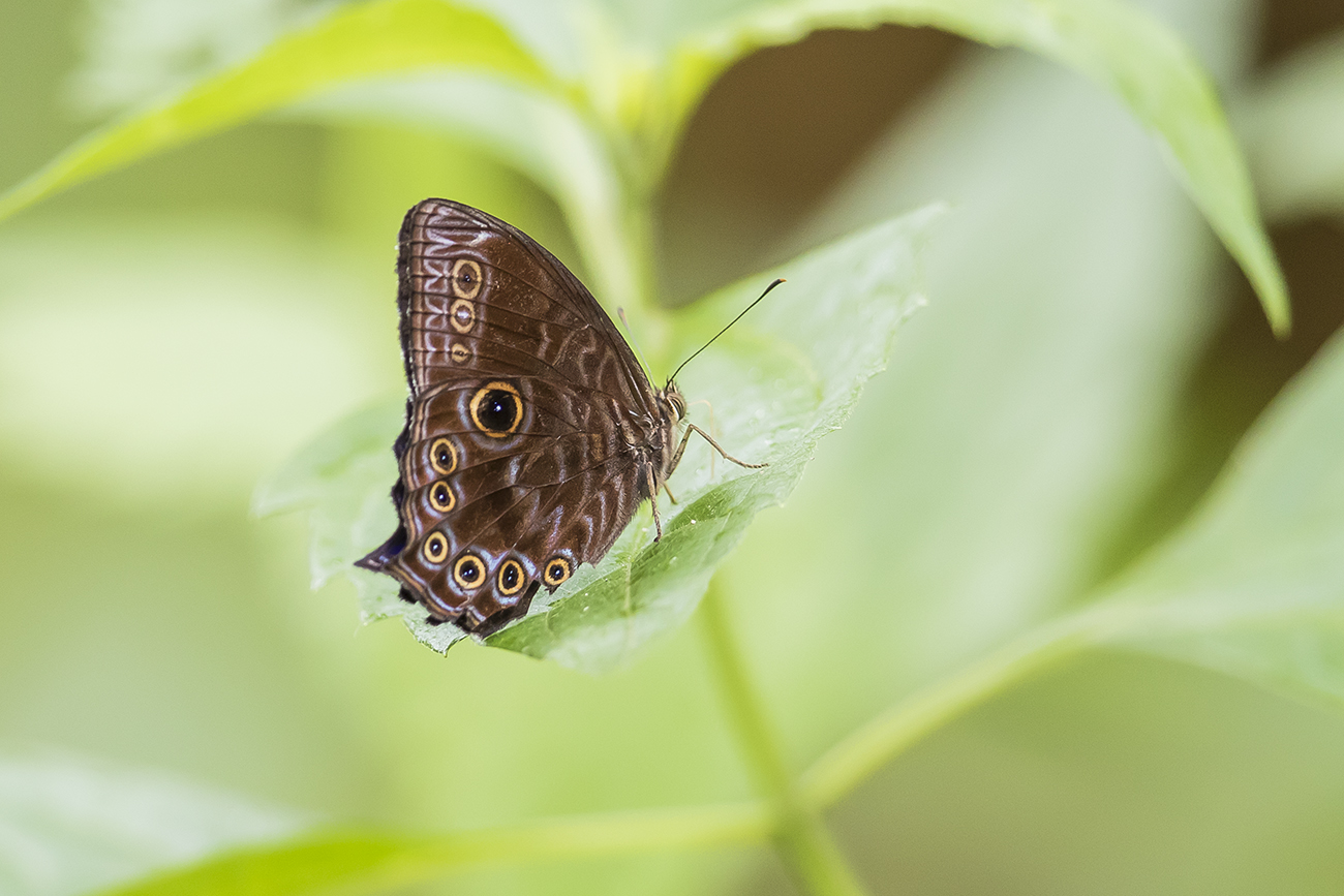 As The Crow Flies - a Hong Kong Birding Blog: Philippines - Palawan ...