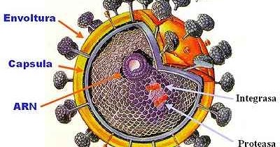 LA VIDA DESDE EL MUNDO MICROSCÓPICO: PARTES DE UN VIRUS