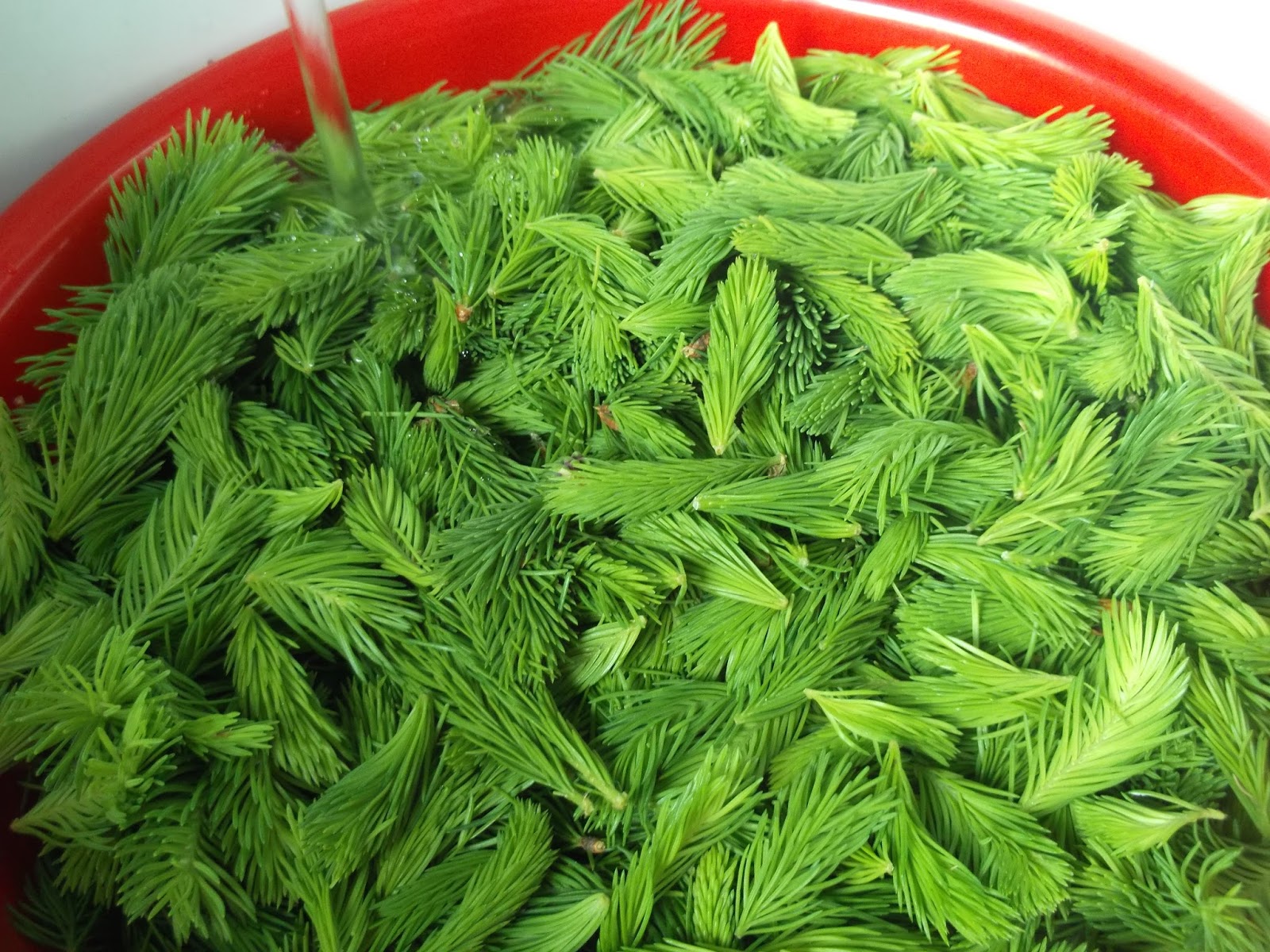 Hellena ...din bucataria mea...: Sirop din muguri de brad - la rece