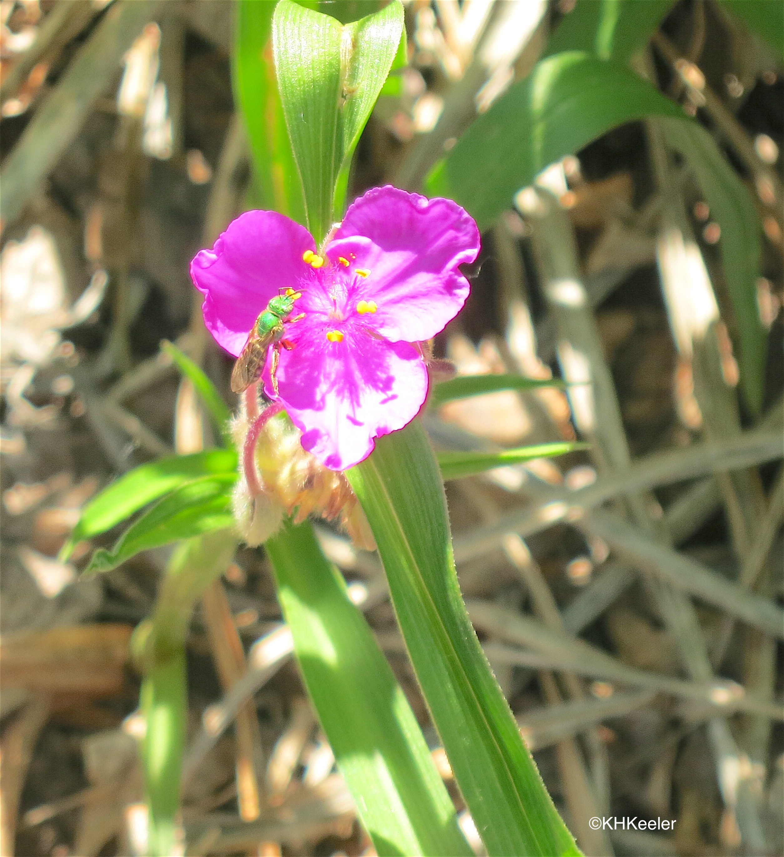 A Wandering Botanist Plant Story Spiderwort Tradescantia
