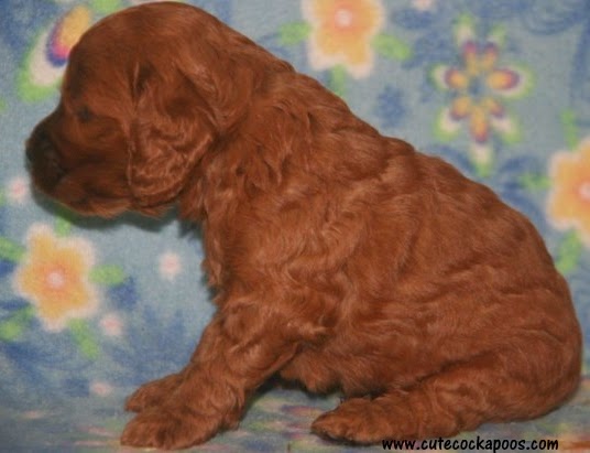 Cute Cockapoos: Progression of a Cockapoo Puppy, Week by Week Photos
