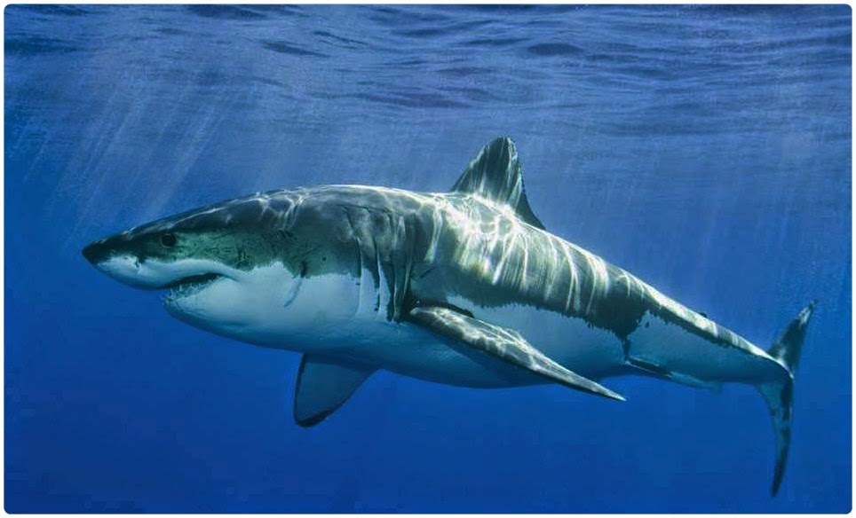 Contoh Hewan Karnivora | alam kita