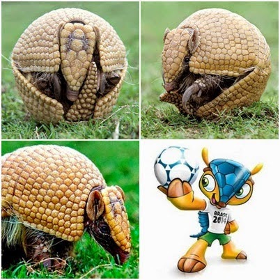 Não Questione: BRASIL: FIFA USA O FULECO, MAS TATU-BOLA CORRE RISCO DE ...