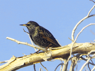 Toys and Stuff: Animated Starlings