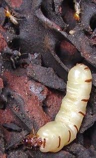 Biogil: A BIOLOGIA DOS CUPINS - TERMITES