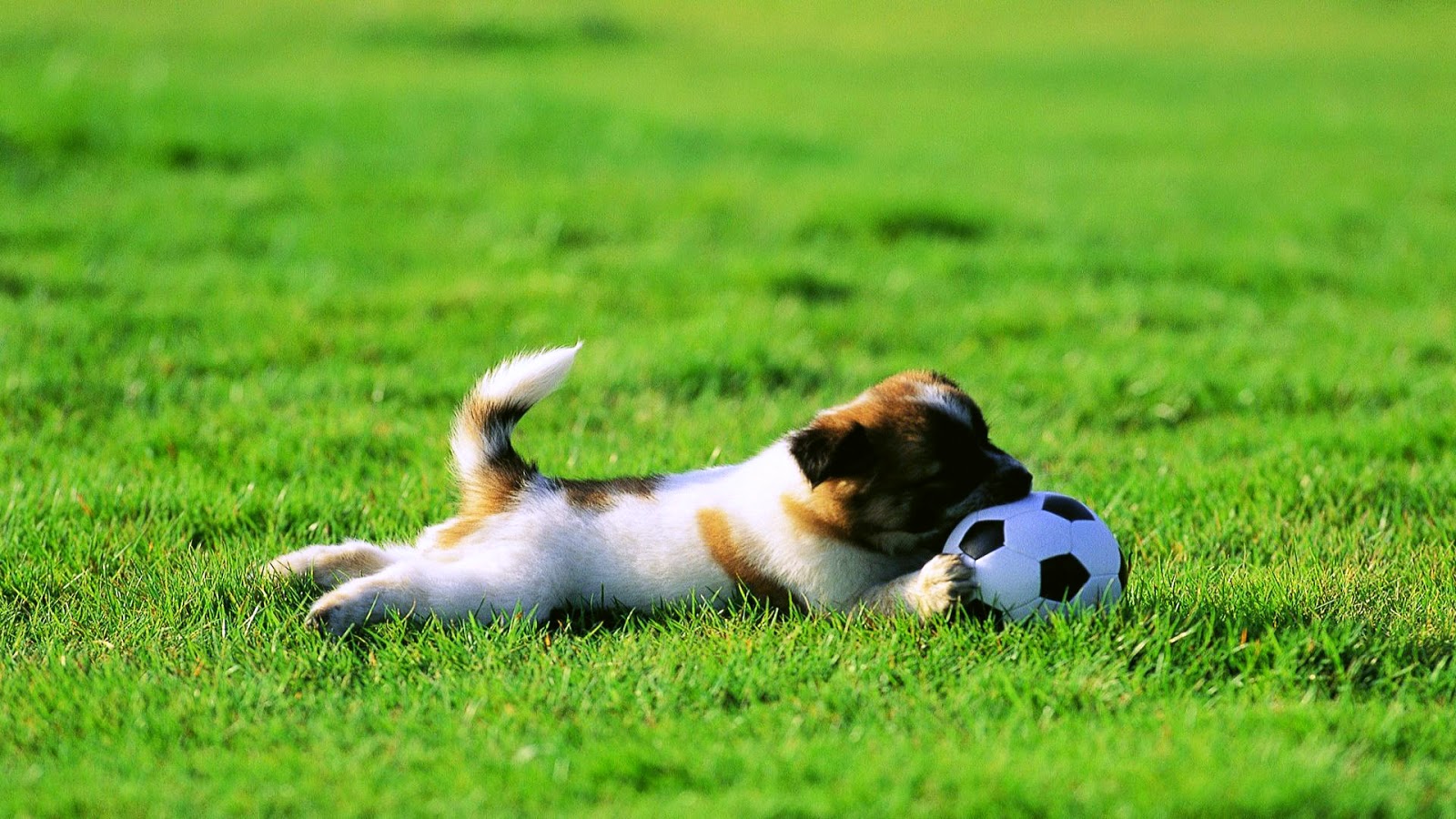 Perritos mimosos (PM): Fútbol para perros