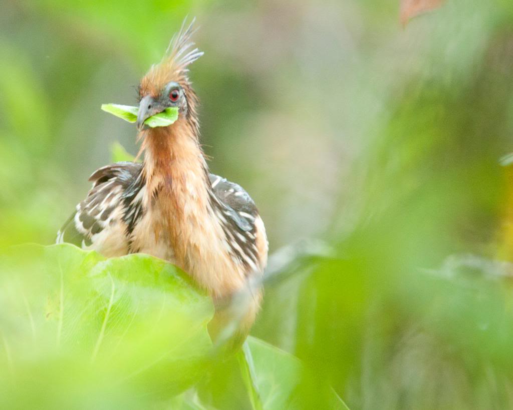 Hoatzin-The strange bird of South America - About Wild Animals