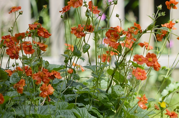 Pieni Lintu: Oranssi {linky}