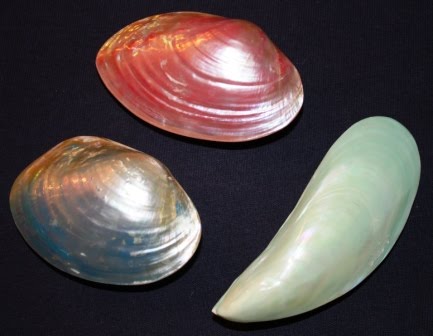 colectia de scoici: Colectia de SCOICI MARINE