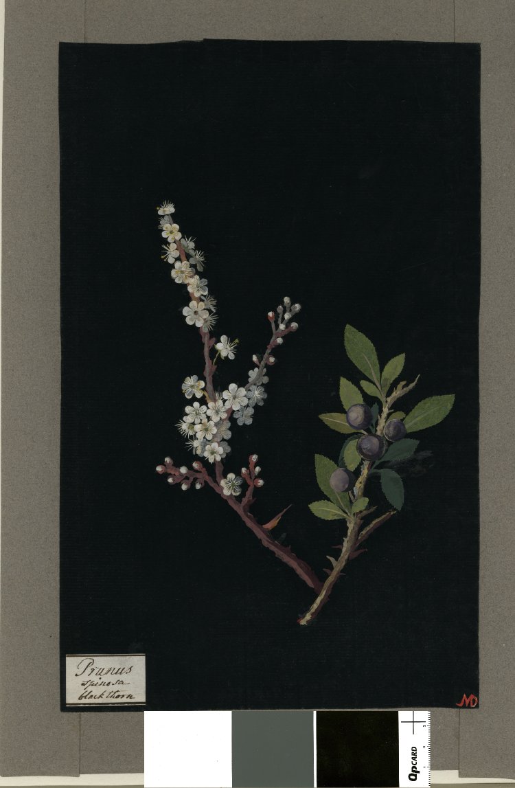 nickyskye meanderings: Mary Delany, collage artist of flowers in the 1700's