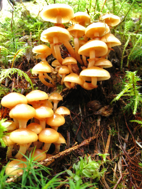 Jonny & Auds in Alaska: Mushroom MADNESS!!