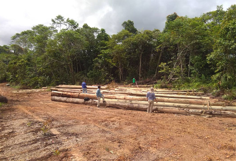 ONLINE SARAWAK POST: Logging & Planted Forest In Kapit Area (English)