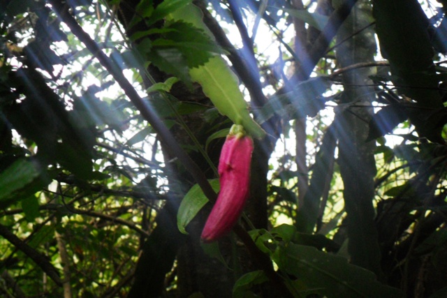 BIONEL: AS MATAS E OS PEQUENOS PRODUTORES RURAIS