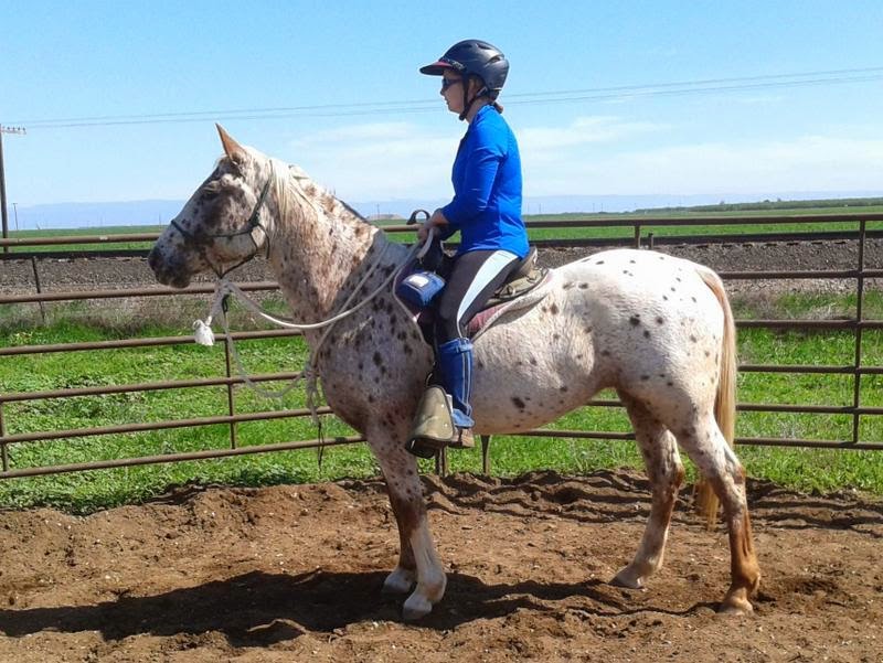 Redheaded Endurance: Featured Horse: Standout Walkaloosa Mare with ...