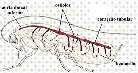 Biolândia: ARTRÓPODES