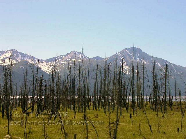 Outlooks & Inspirations: Insights from the Ghost Trees of Alaska