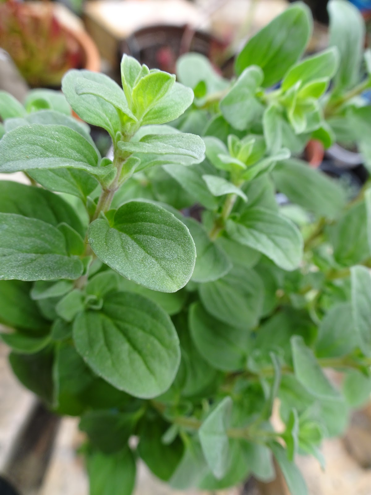 Majoran - Origanum majorana