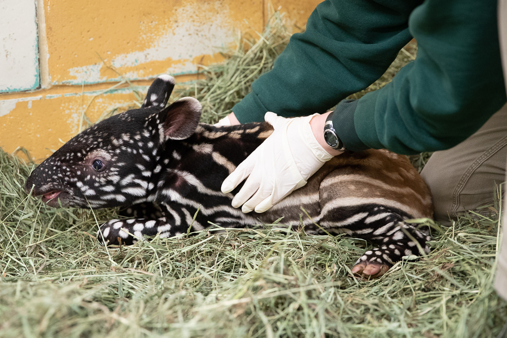 Ulan gave birth June 10! Tapir calf is healthy, strong and totally ...