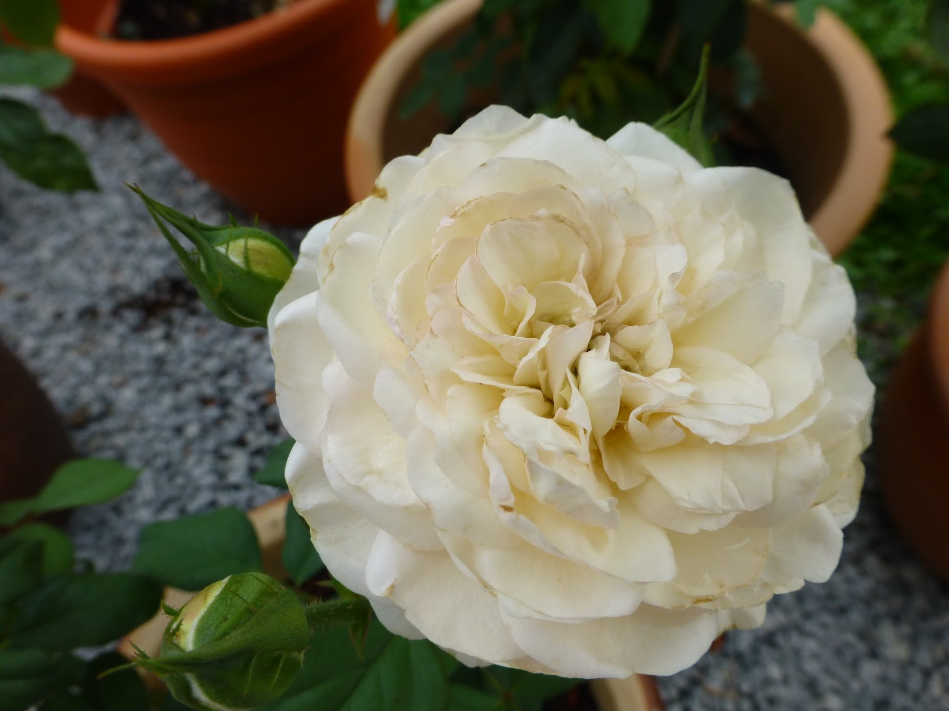 RESEPI NENNIE KHUZAIFAH: Bunga-bunga ros di Taman Ros Nannie