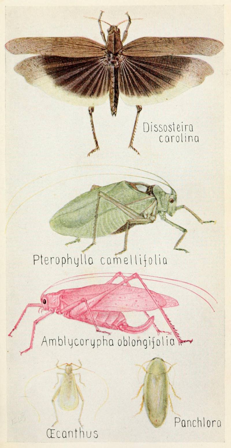 El Hurgador [Arte en la Red]: Recolección / Compilation (CLV-2 ...