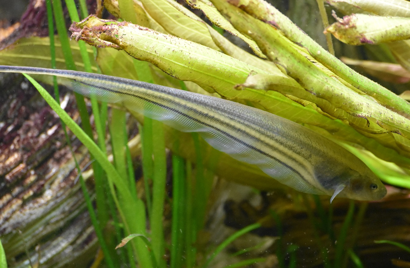 ZOOTOGRAFIANDO (6.096 ANIMALS): PEZ CUCHILLO CRISTAL / GLASS KNIFEFISH ...