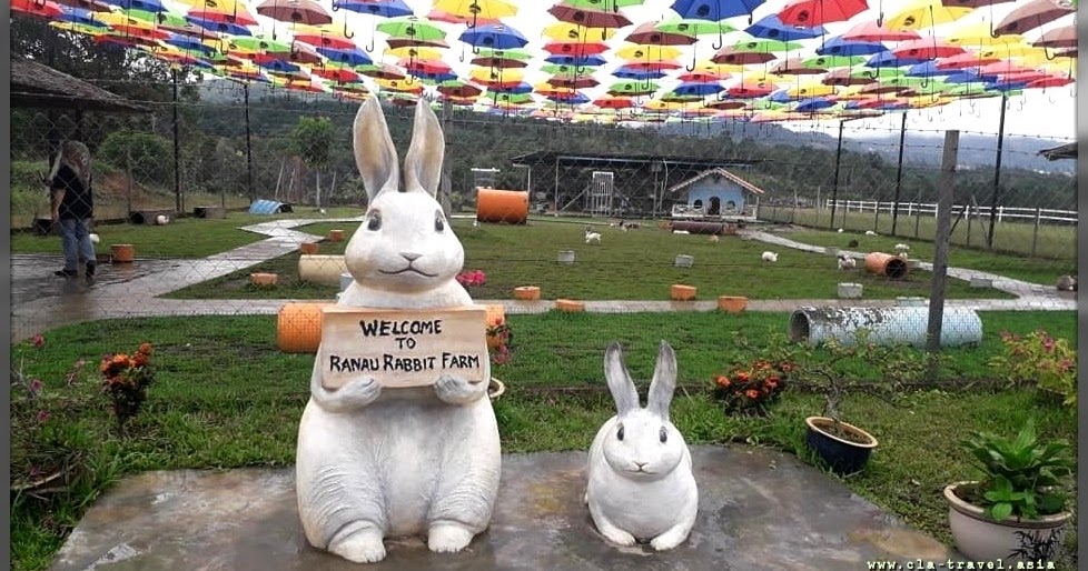 DESTINATIONS : RANAU RABBIT FARM, SABAH - CLA-Travel