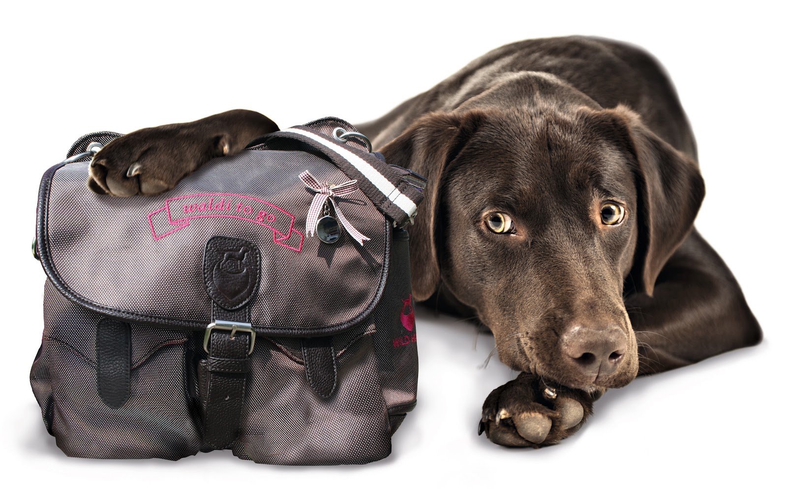 waldi to go - Gassitasche mit Wau-Effekt! | BAGstage-Report: Blog über ...