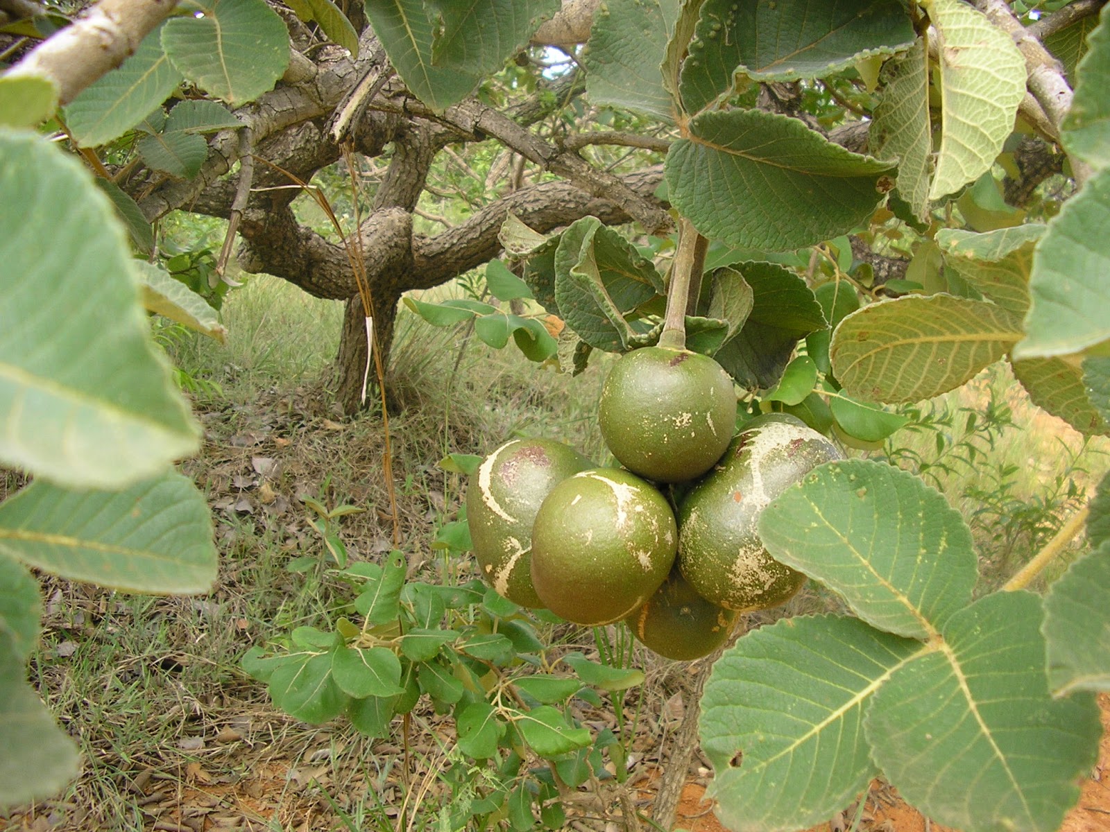 natureza selvagem: Pequizeiro (pequi)