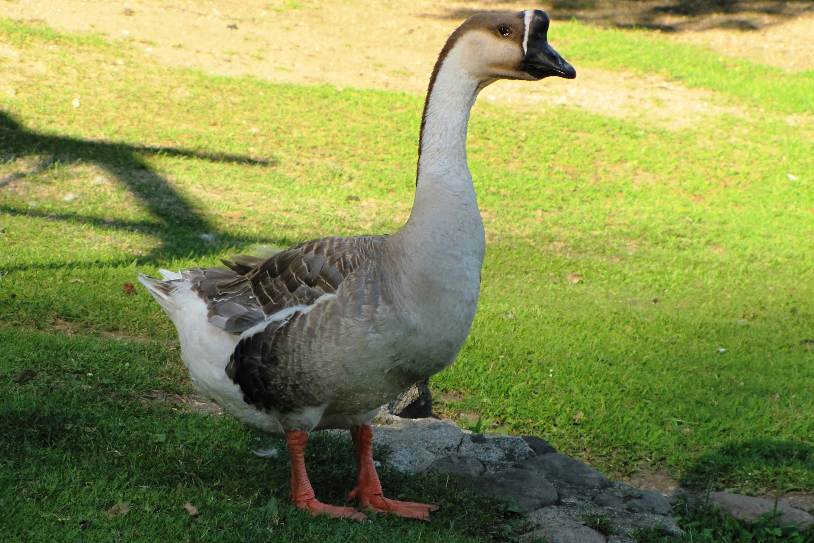 To Behold the Beauty: Waterfowl on the 4th of July