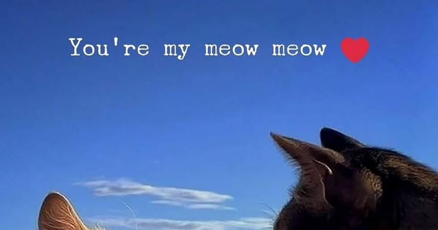 You're my meow meow - Picture Of The Day