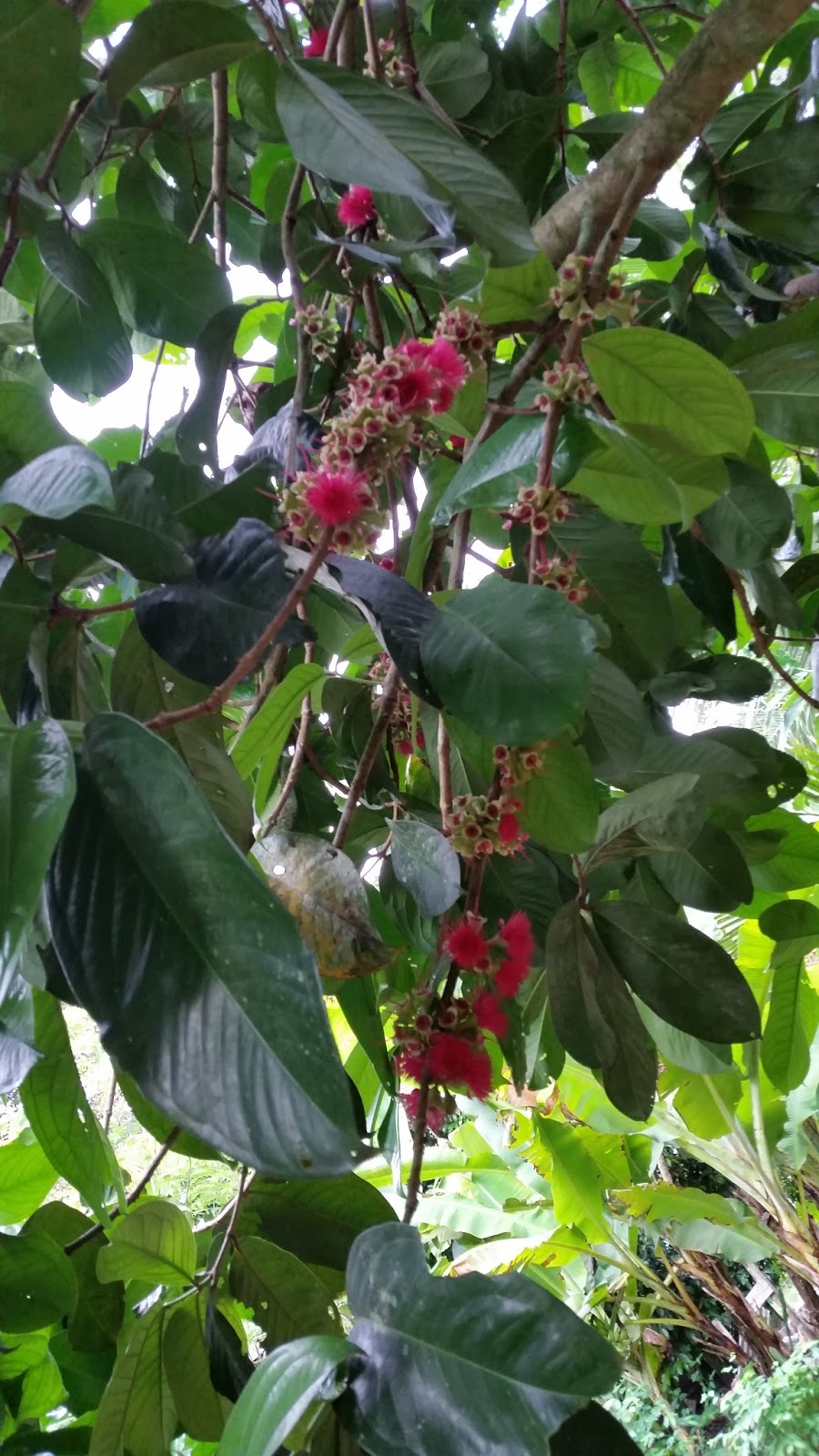 Warisan Petani: Pokok Jambu Bol Dah Berbunga.