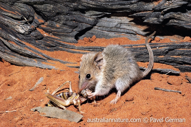 Mamíferos y marsupiales mammals of the earth: Ningaui de Wongai ...