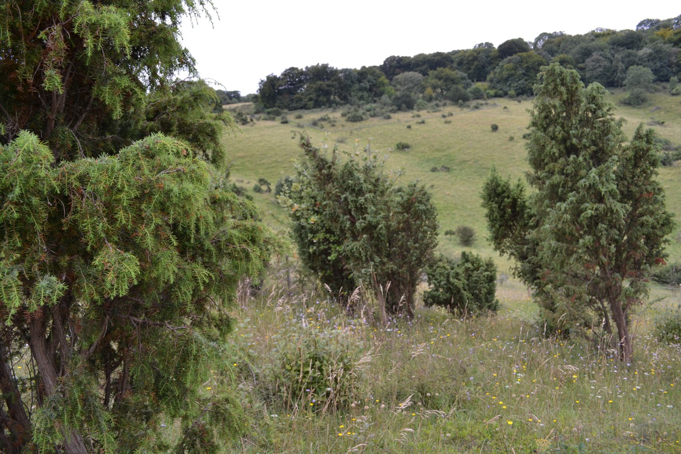 Walks among Flowers: Oxfordshire: Chiltern Escarpment: Aston Rowant to ...