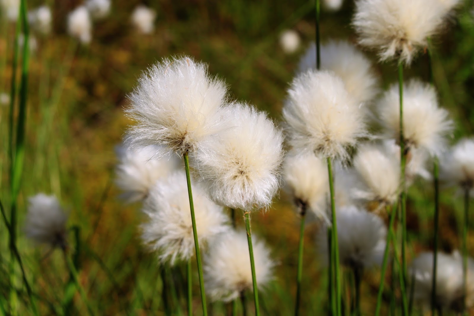 Sirpan luontoblogi: Valkoista, pehmoista suovillaa