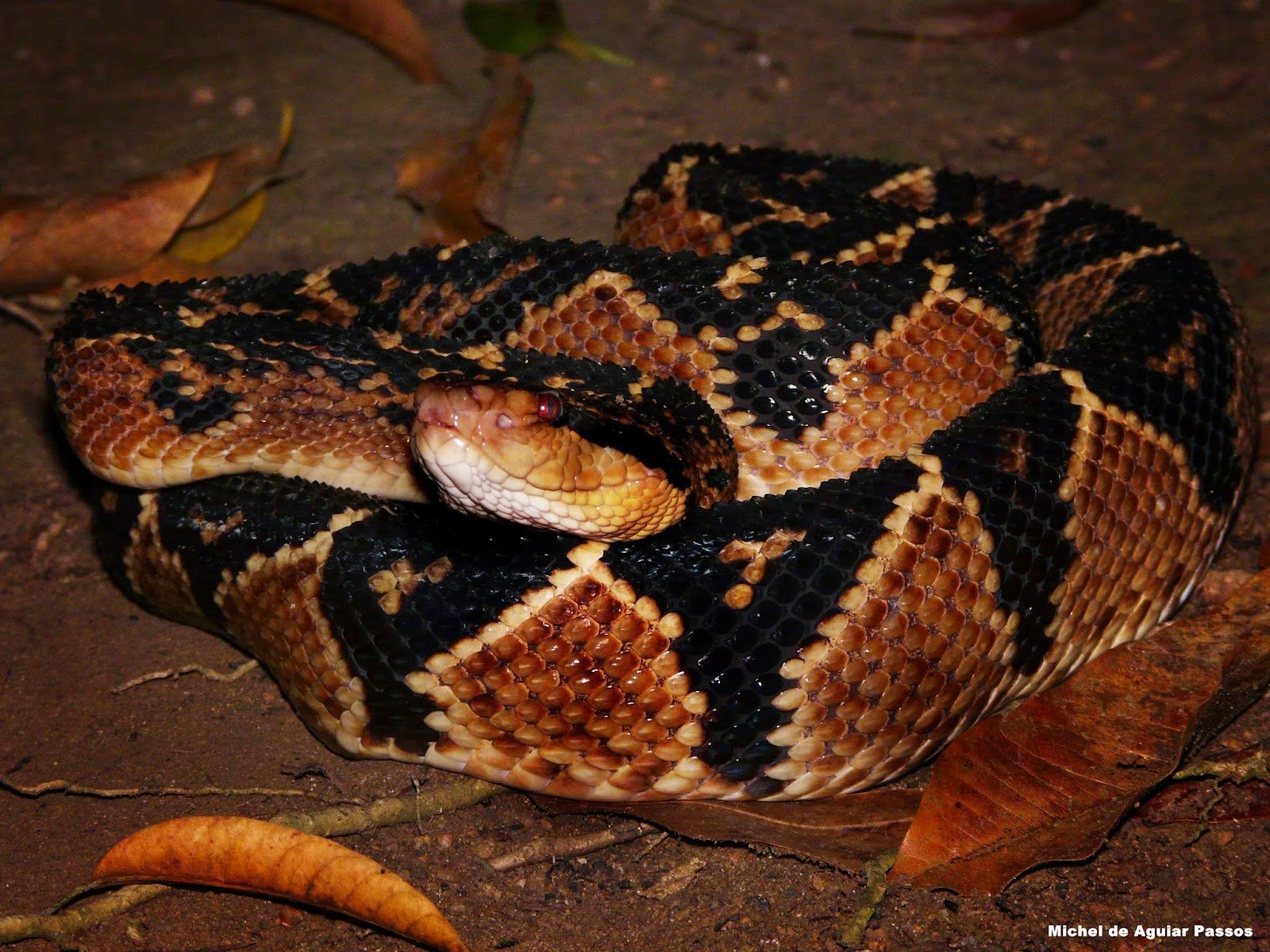 Herpetolife (Inicio): Lachesis muta (Linnaeus, 1766) - Surucucu-pico-de ...