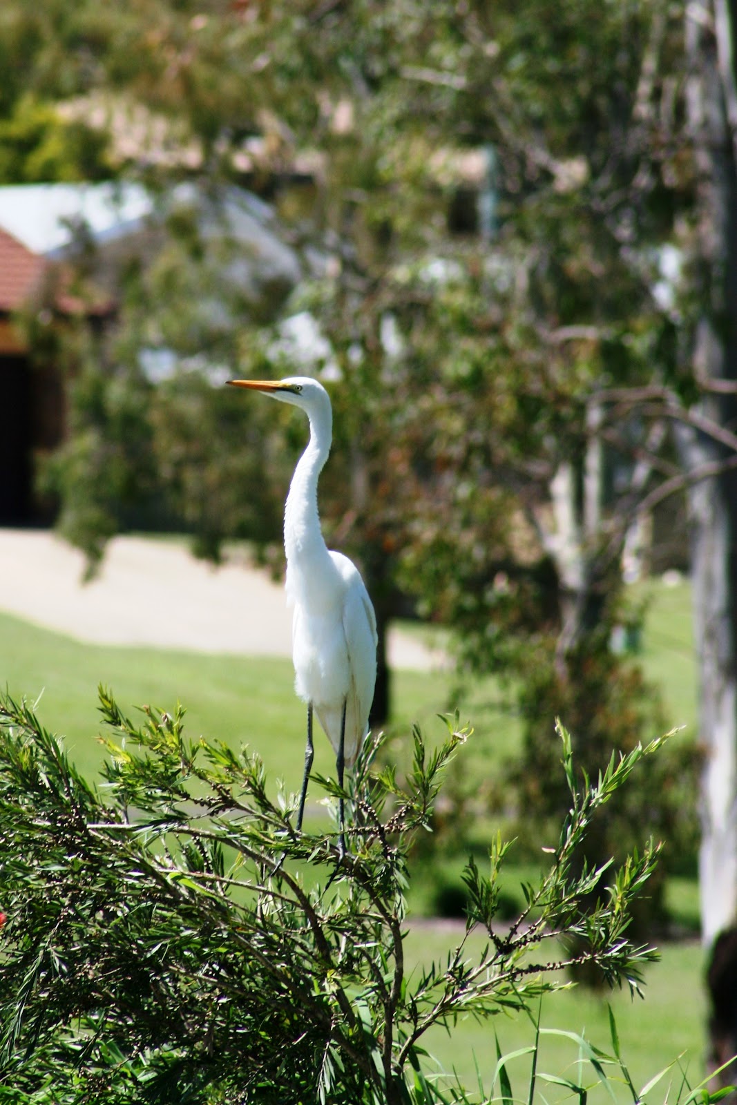 White Water-Birds Galore at Lake Apex, Gatton, 19/02/12