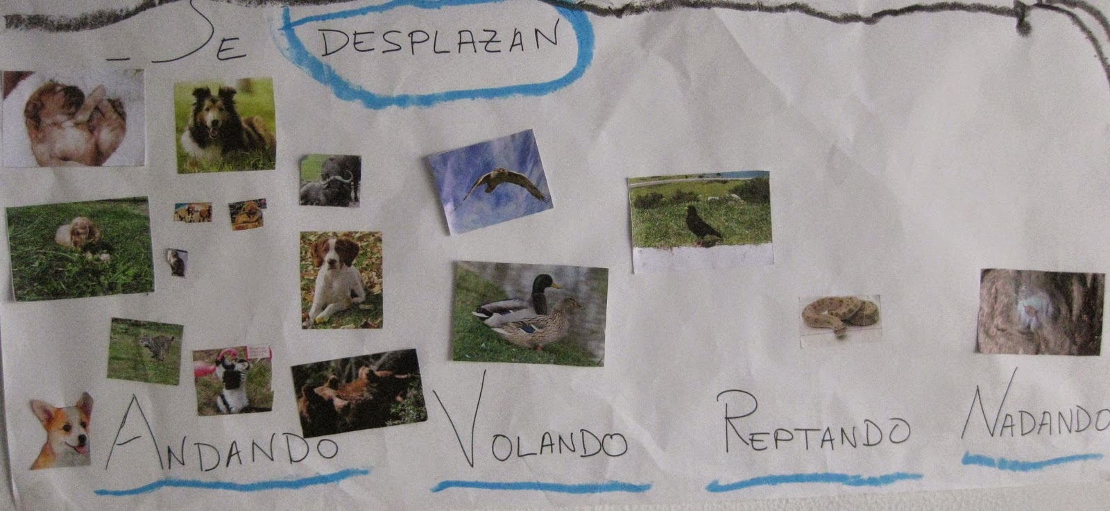 El rincón de primero: Los animales 1